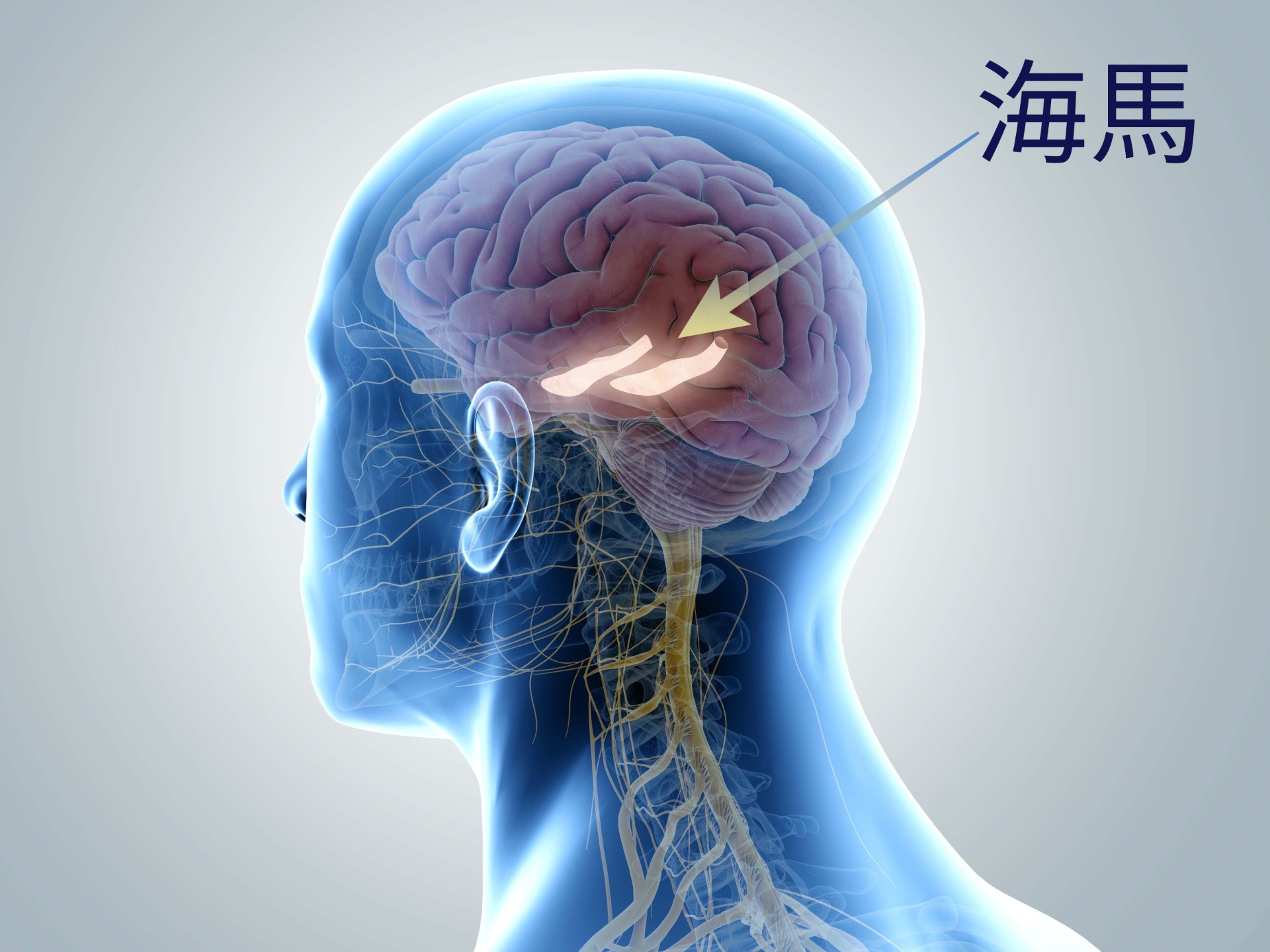 海馬とは記憶をつかさどる脳の部位